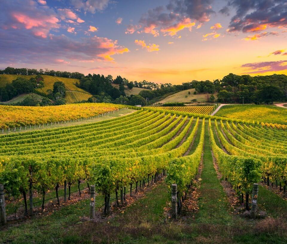 Half Day Wine Country Tour from San Francisco - Extranomical