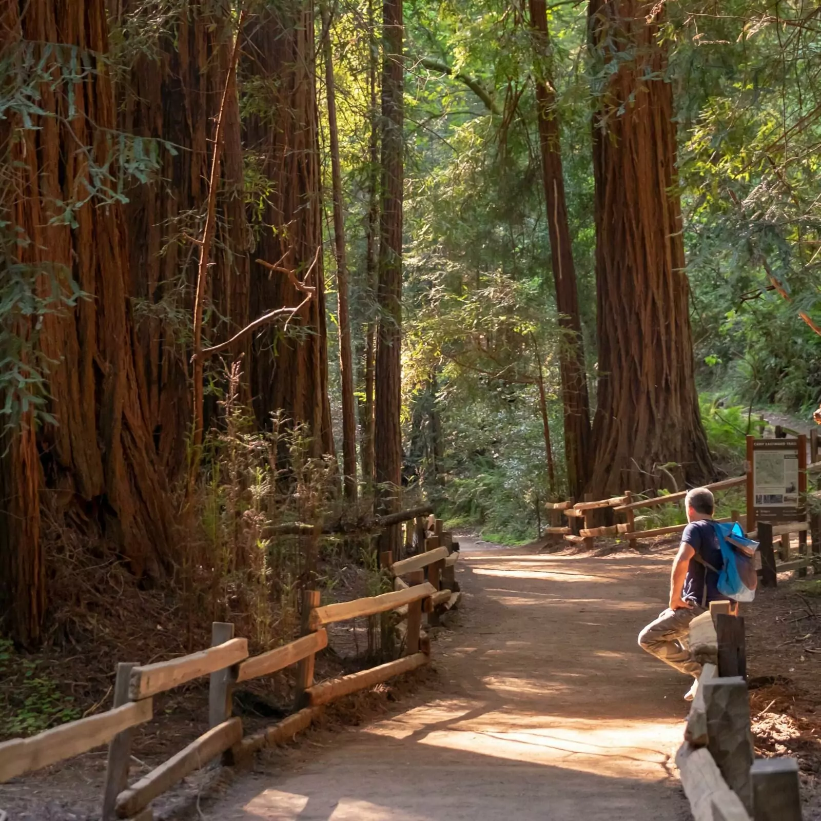 Muir Woods Redwood Forest and Sausalito Afternoon Tour - Extranomical Tours