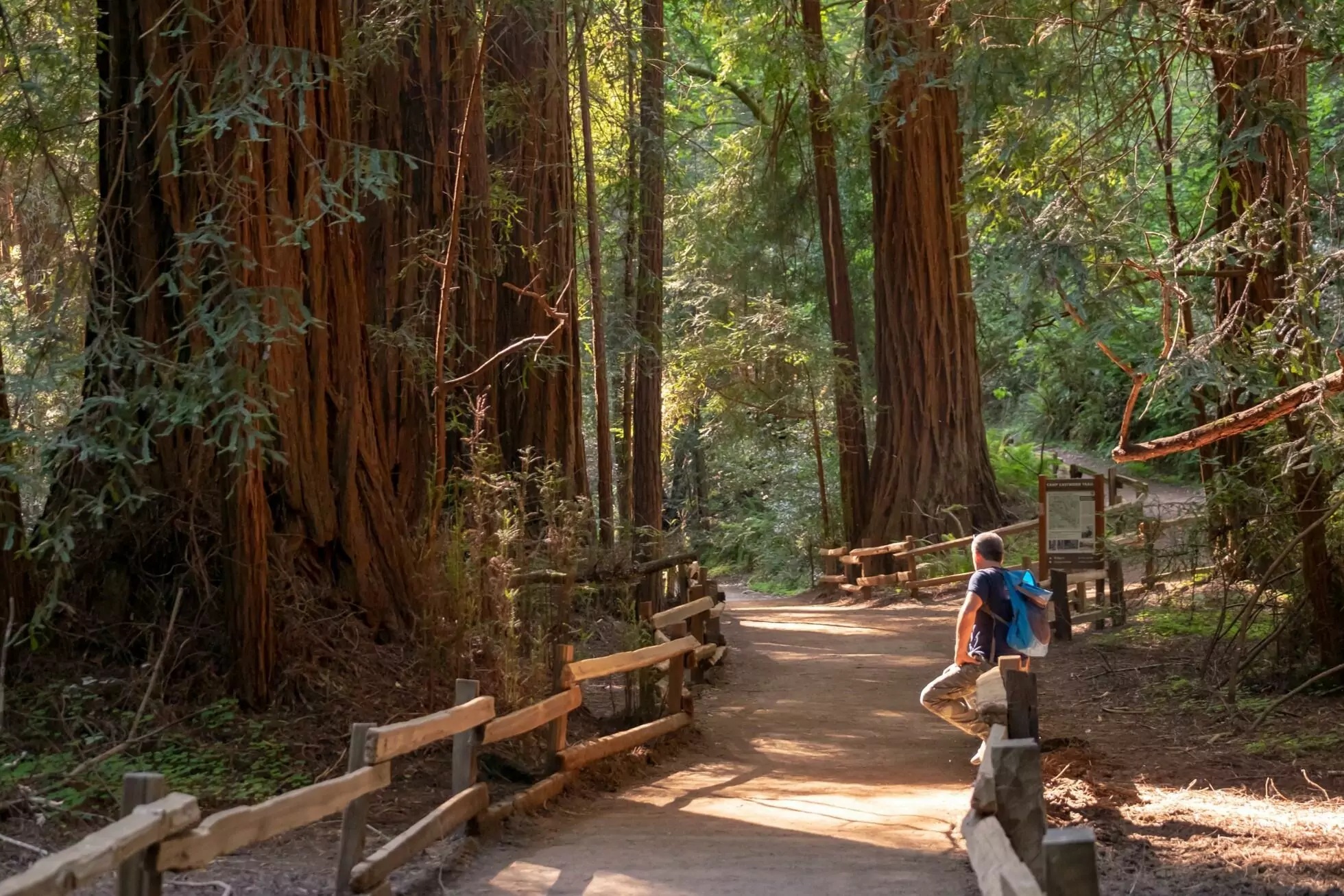 Muir Woods Redwood Forest and Sausalito Afternoon Tour - Extranomical