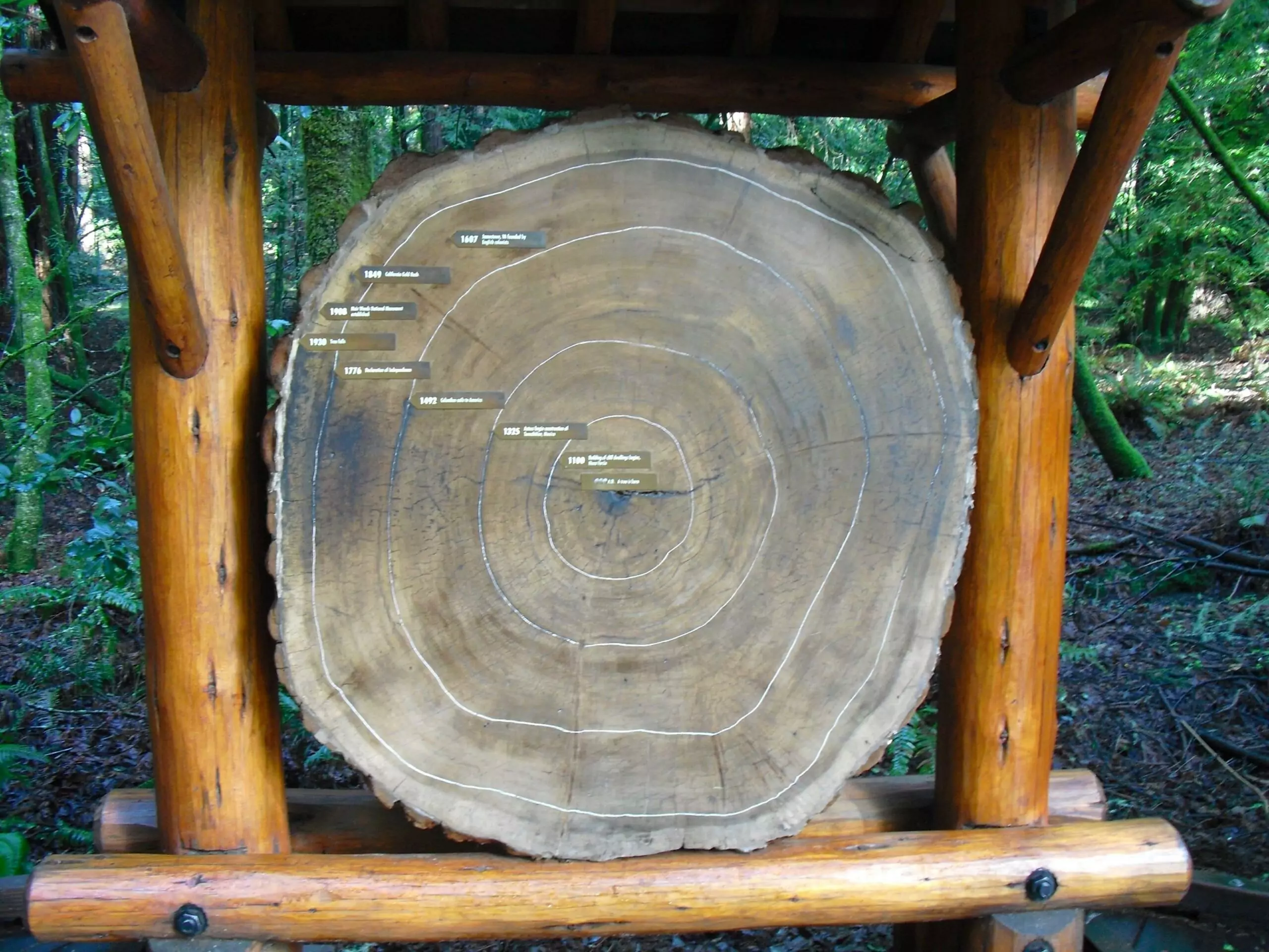 Muir Woods Redwood Forest and Sausalito Afternoon Tour - Extranomical