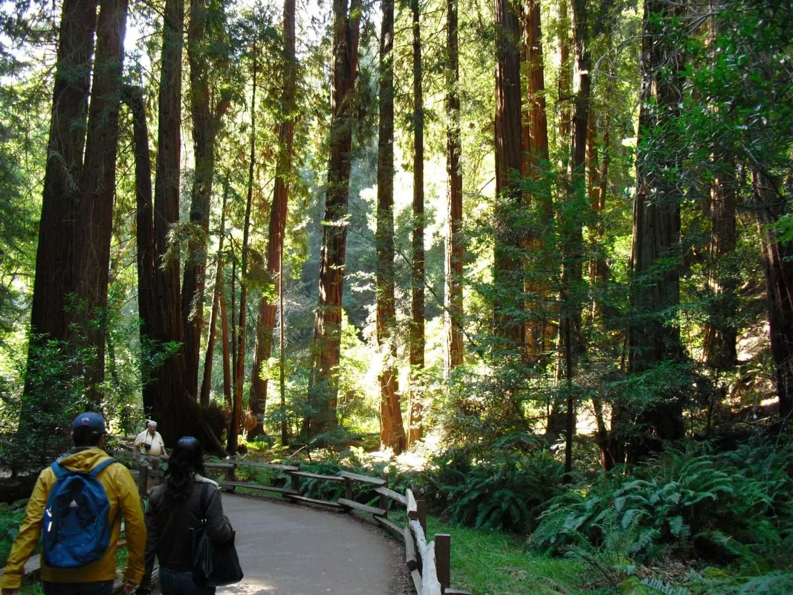 Muir Woods Redwood Forest and Sausalito Afternoon Tour - Extranomical