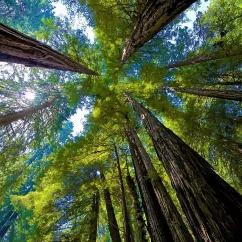 Muir Woods Redwood Forest and Sausalito Afternoon Tour - Extranomical
