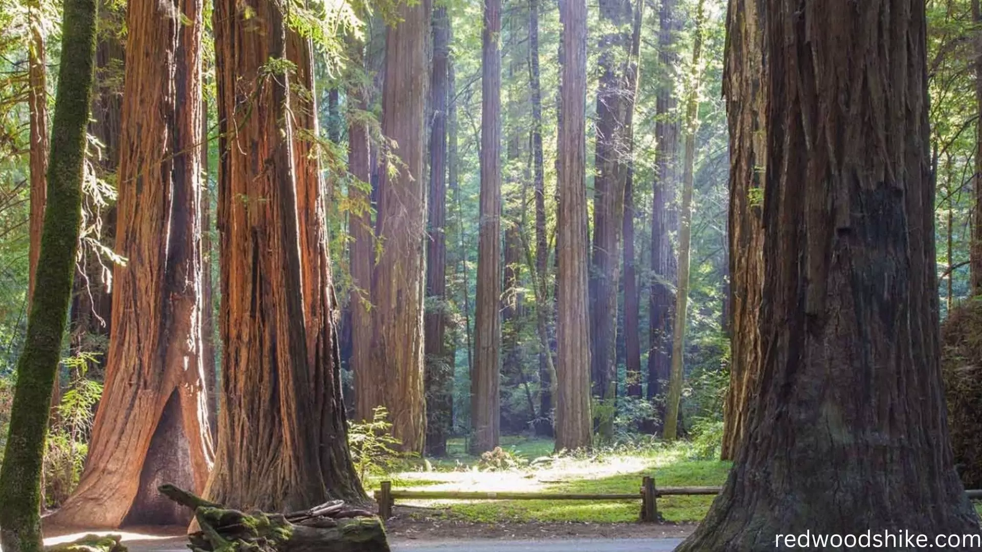 The 12 Best Redwood Hikes near San Francisco - Extranomical Tours